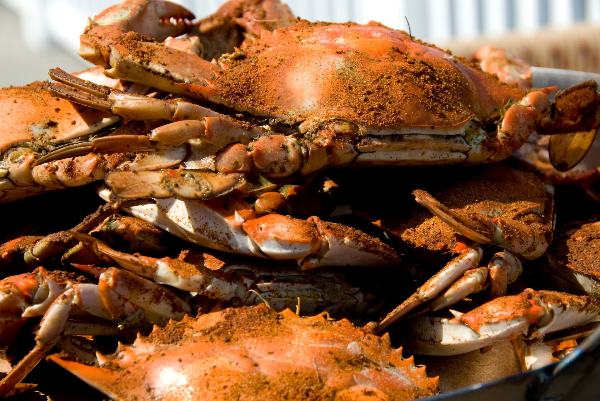 St. Mary’s County Crab Festival 2026 | Metro Montage